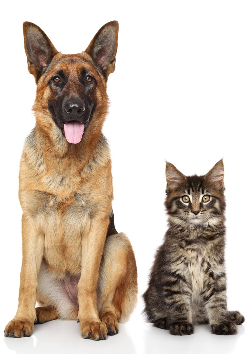 Home - Marion Animal Hospital